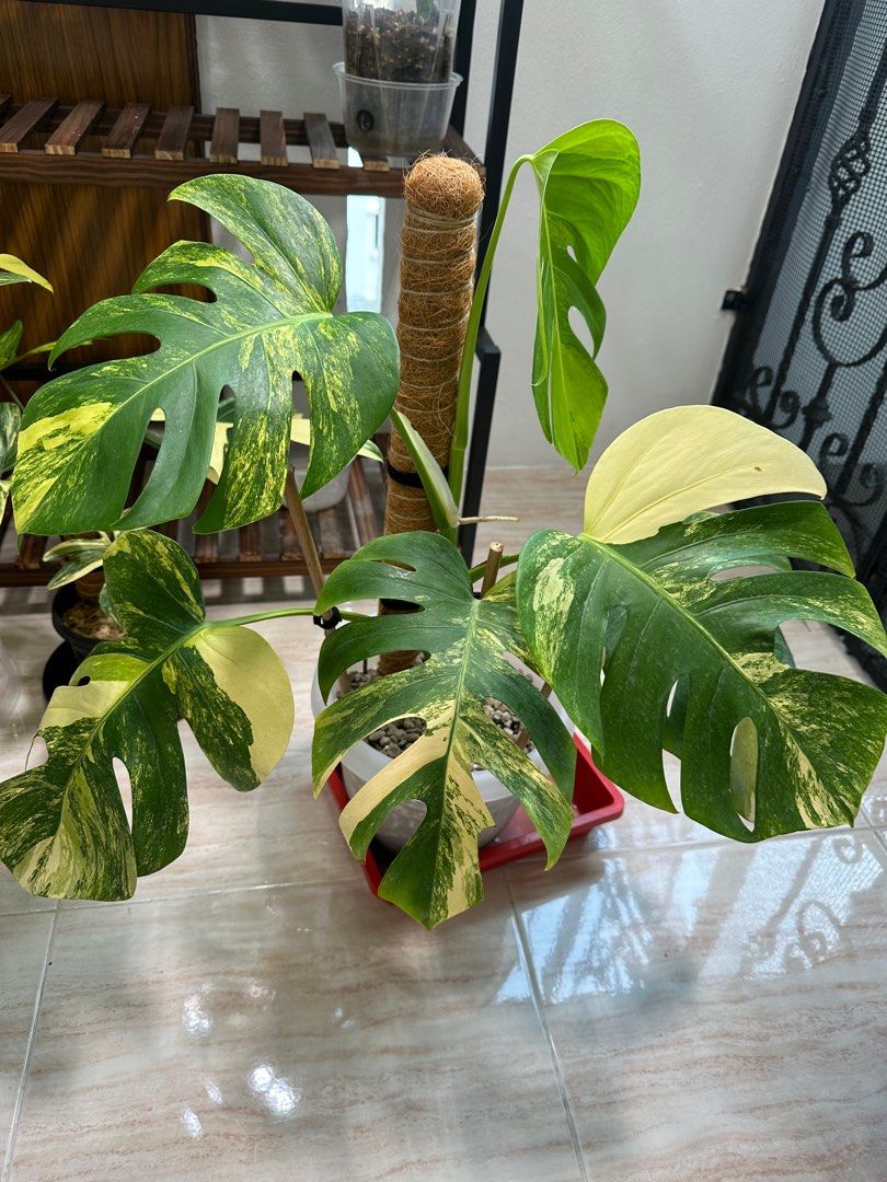 Monstera Aurea Tri Color, Furniture & Home Living, Gardening, Plants ...