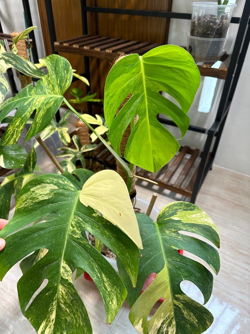 Monstera Aurea Tri Color, Furniture & Home Living, Gardening, Plants ...