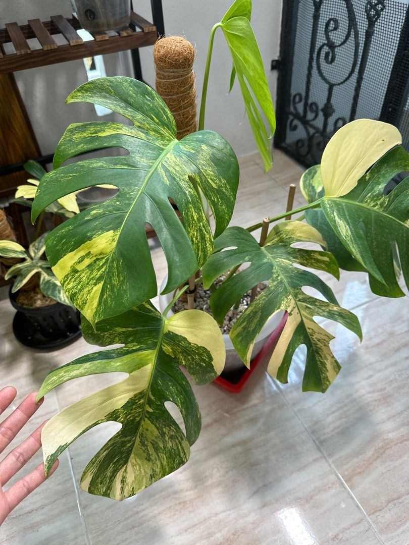 Monstera Aurea Tri Color, Furniture & Home Living, Gardening, Plants ...