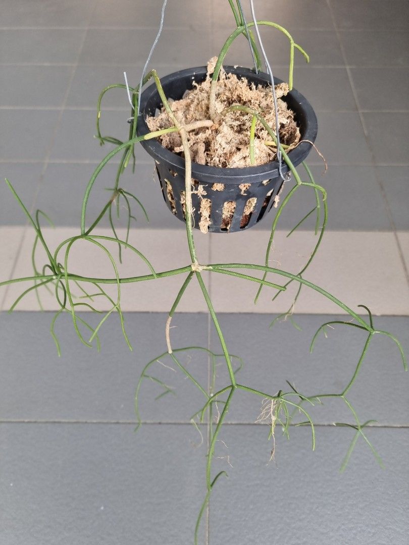 Pokok tetulang, Furniture & Home Living, Gardening, Plants & Seeds on ...