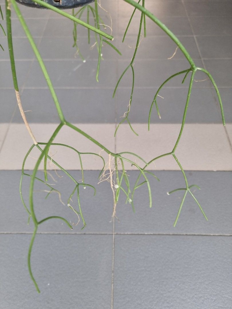 Pokok tetulang, Furniture & Home Living, Gardening, Plants & Seeds on ...