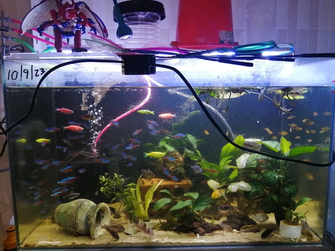 Rimless 2ft fish tank, Pet Supplies, Homes & Other Pet Accessories on ...