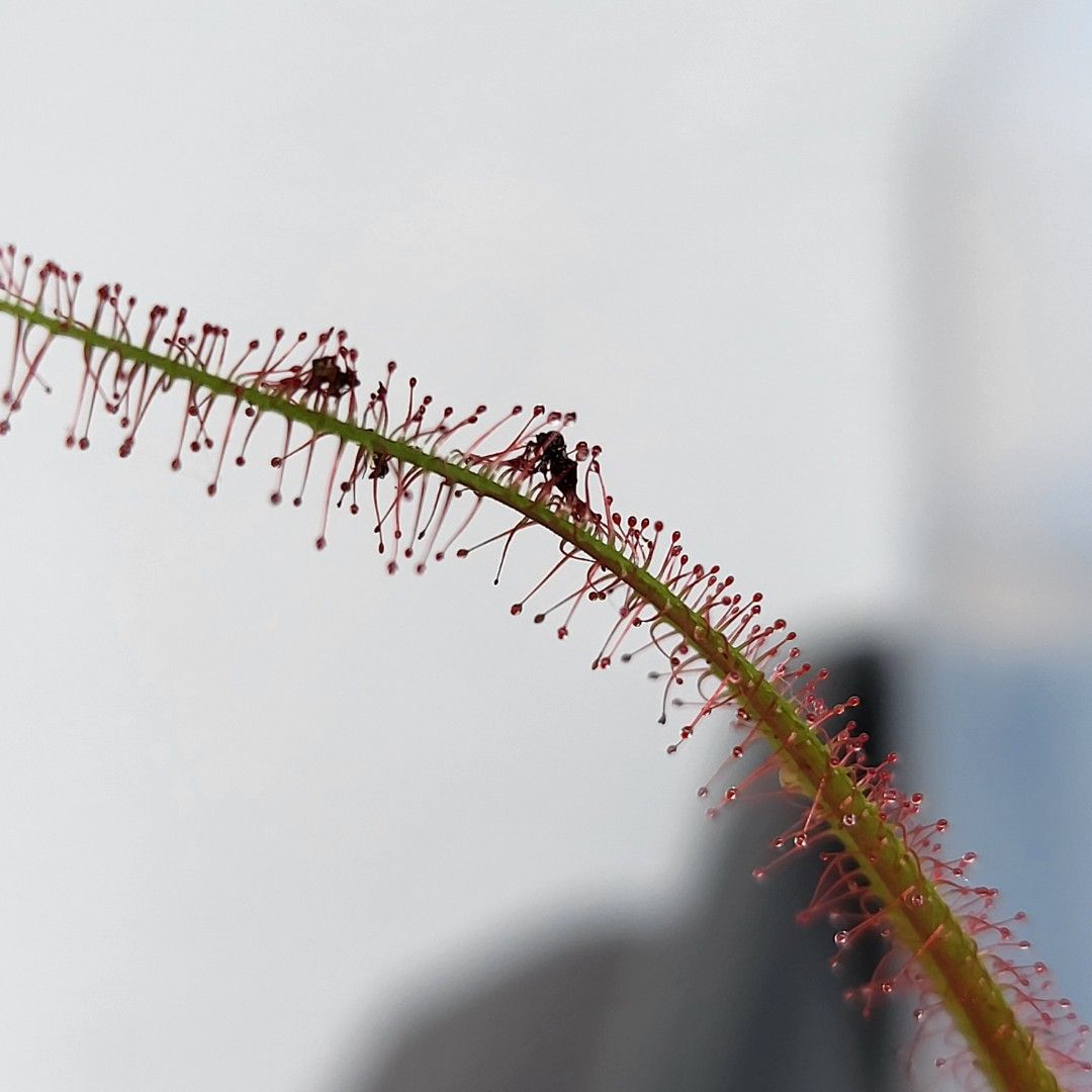Sundew Drosera Adelae XL-sized (Exotic Carnivorous Plant Insect ...