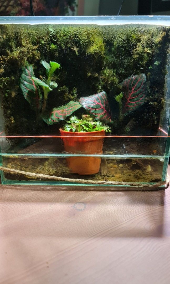 Terrarium/Paludarium Wall. Cube, Furniture & Home Living, Gardening ...