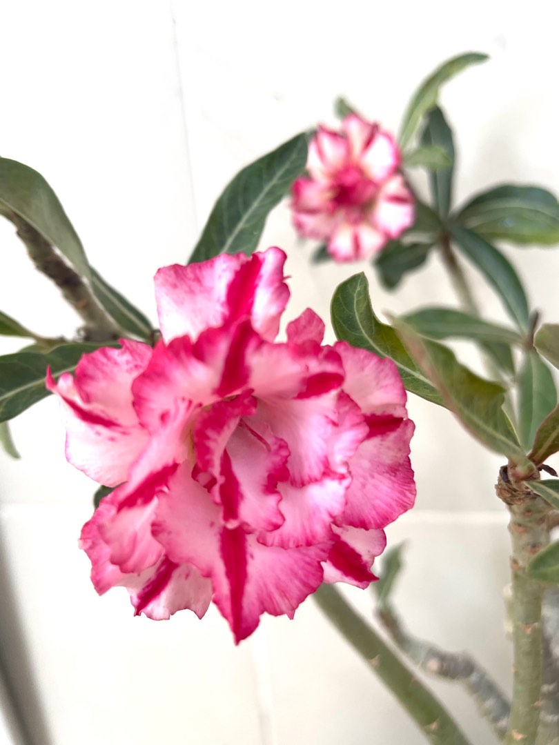 Adenium /desert rose pink /富贵花, Furniture & Home Living, Gardening ...