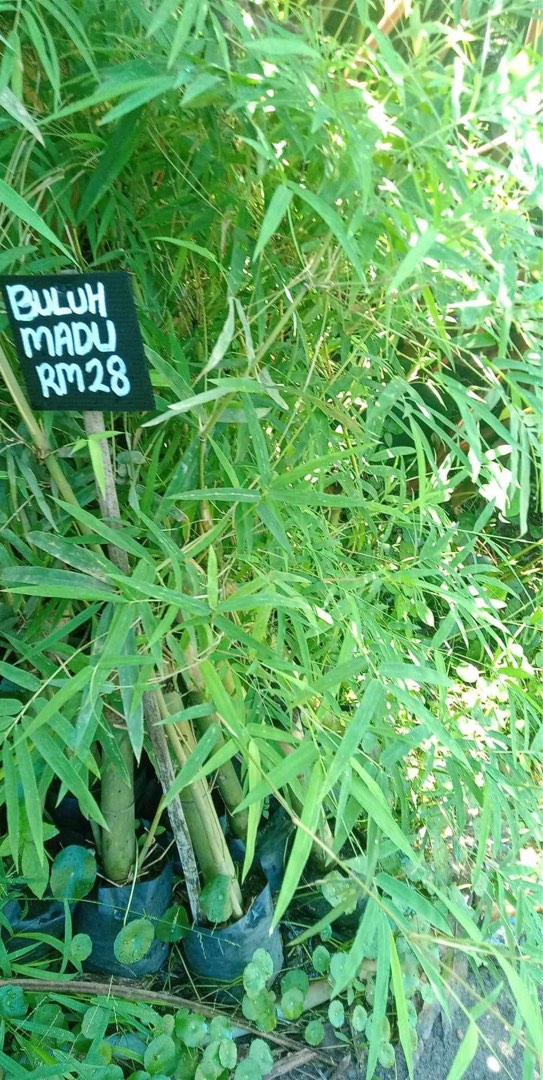 Anak pokok buluh madu, Furniture & Home Living, Gardening, Plants ...