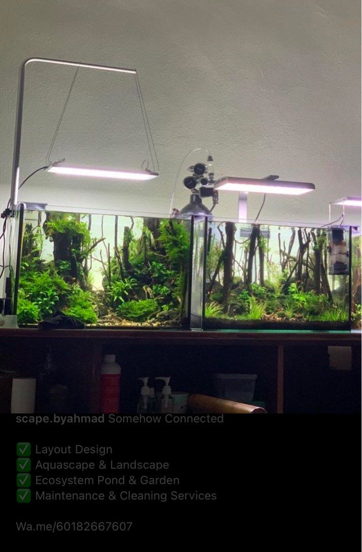 Aquascape Designer / Architect , Services, Others on Carousell