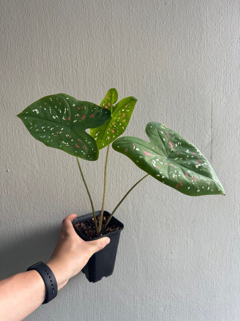 Caladium Florida Clown, Furniture & Home Living, Gardening, Plants ...