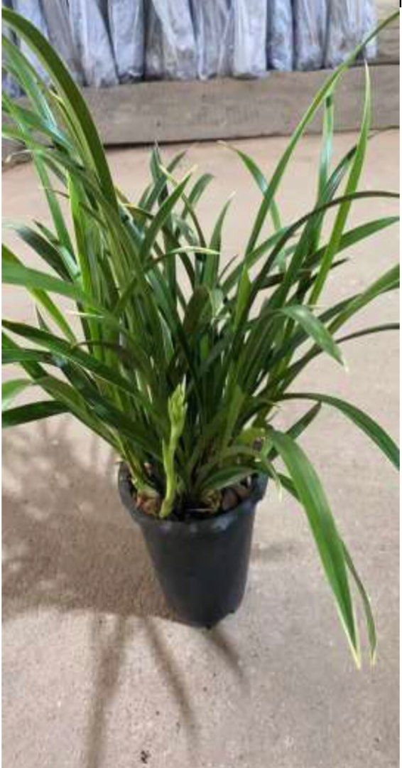 Cymbidium Golden Elf, Furniture & Home Living, Gardening, Plants ...