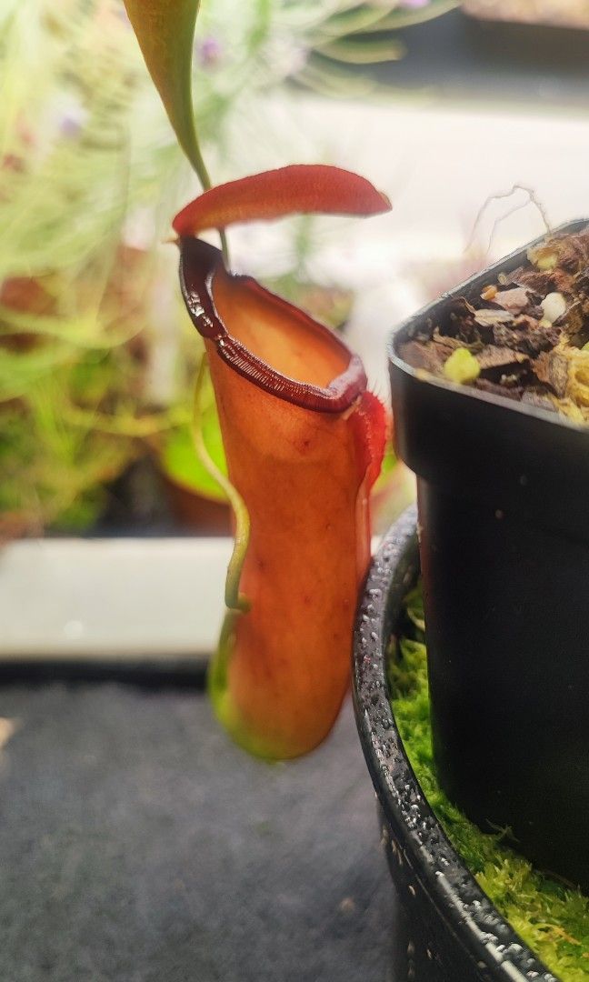 Nepenthes mirabilis rooted cuttings (Red form, male), Furniture & Home Living, Gardening, Plants ...