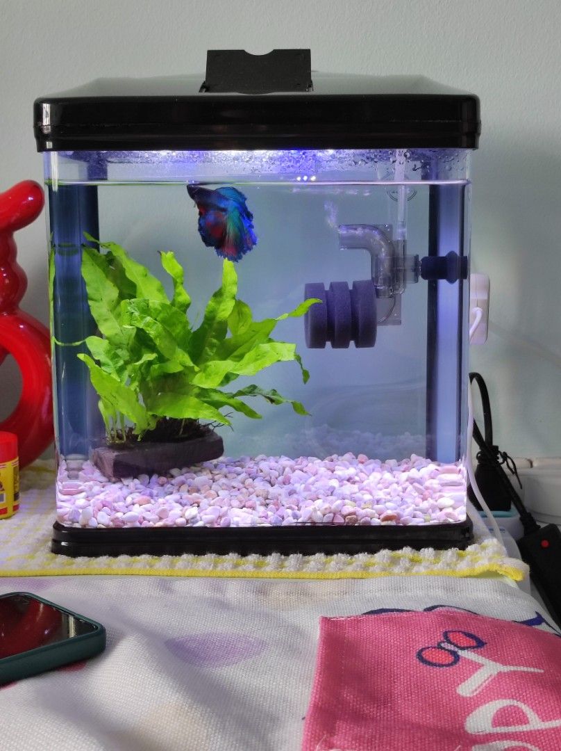 Sobo fish tank all in one with filter and light, Pet Supplies, Homes ...