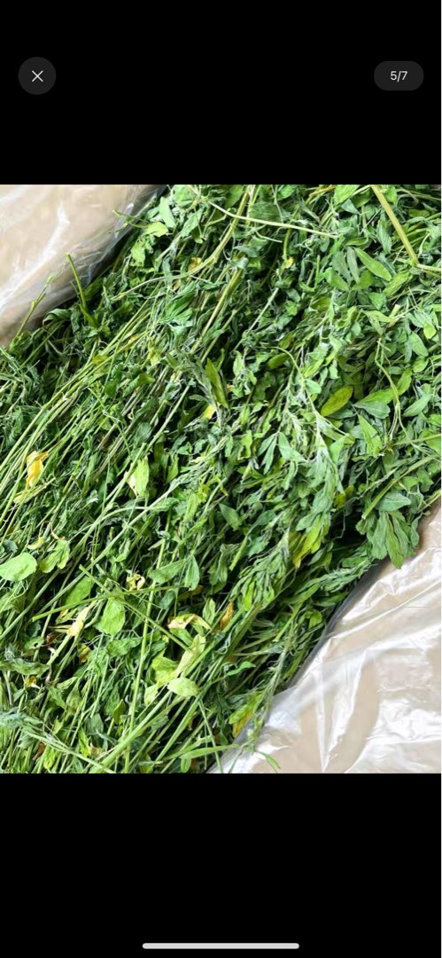 1kg alfalfa hay for rabbit, Pet Supplies, Pet Food on Carousell