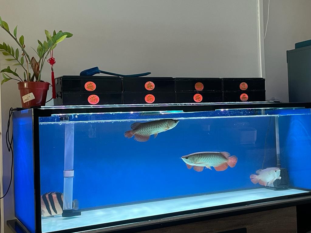 5ft fish tank, Pet Supplies, Homes & Other Pet Accessories on Carousell