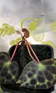 Begonia sp. Trang, Furniture & Home Living, Gardening, Plants & Seeds ...