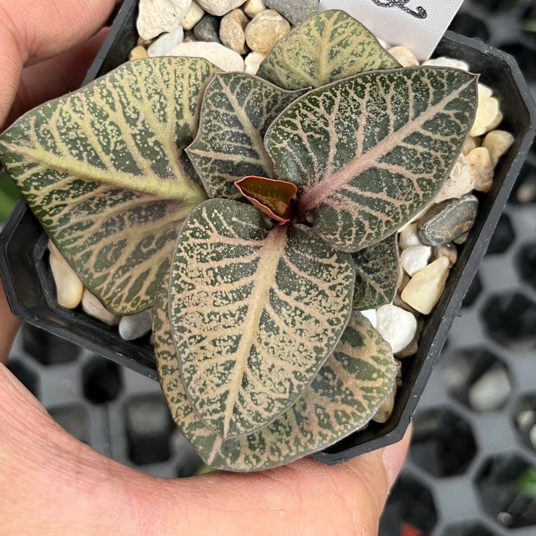 Euphorbia Francoisii, Furniture & Home Living, Gardening, Plants ...