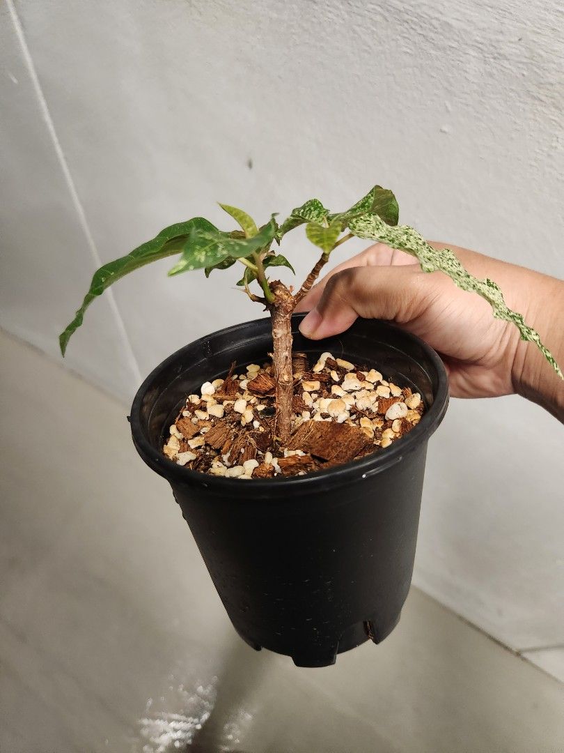 Ficus snowstorm, Furniture & Home Living, Gardening, Plants & Seeds on ...