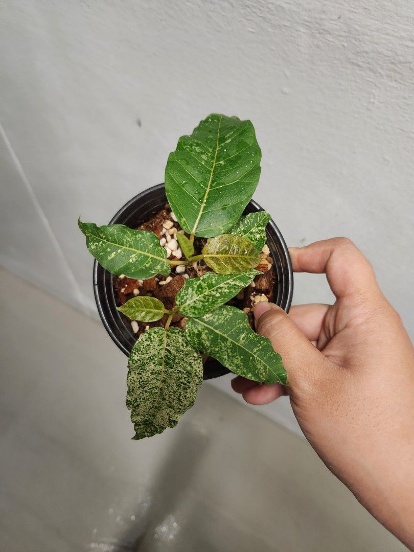 Ficus snowstorm, Furniture & Home Living, Gardening, Plants & Seeds on ...