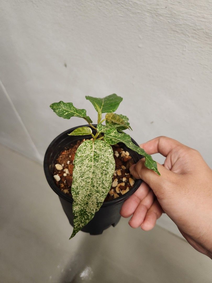 Ficus snowstorm, Furniture & Home Living, Gardening, Plants & Seeds on ...