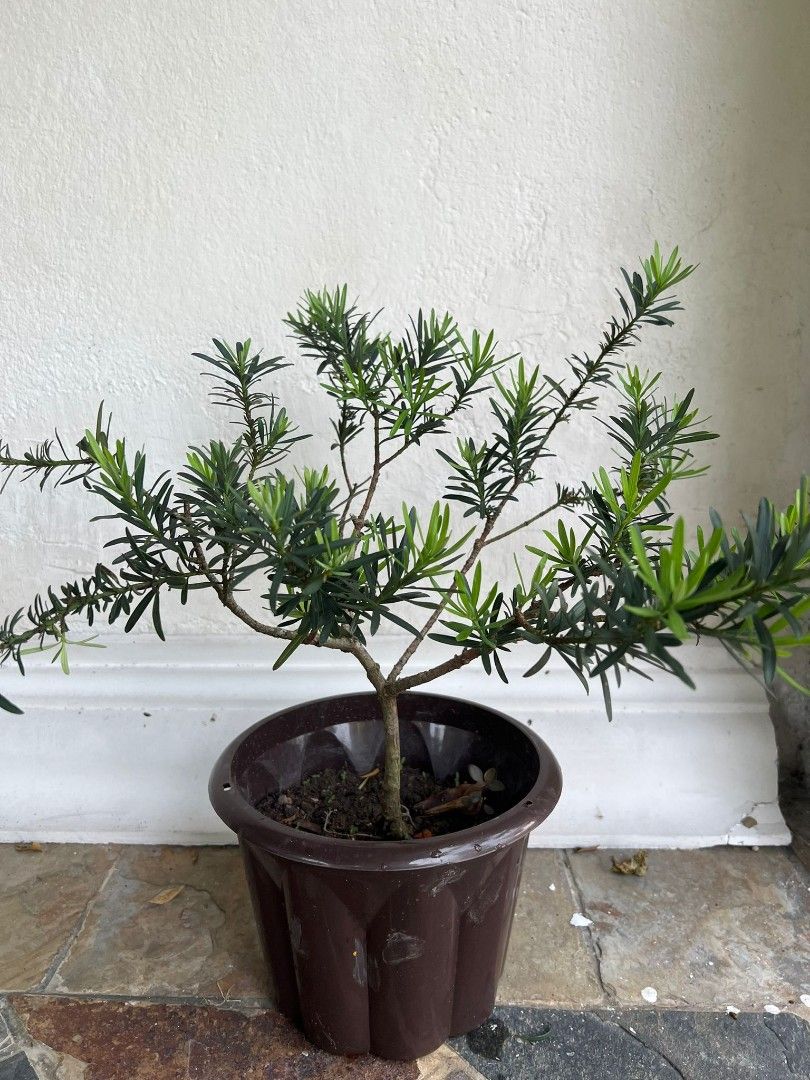 Lucky plant,lou han song, Furniture & Home Living, Gardening, Plants ...