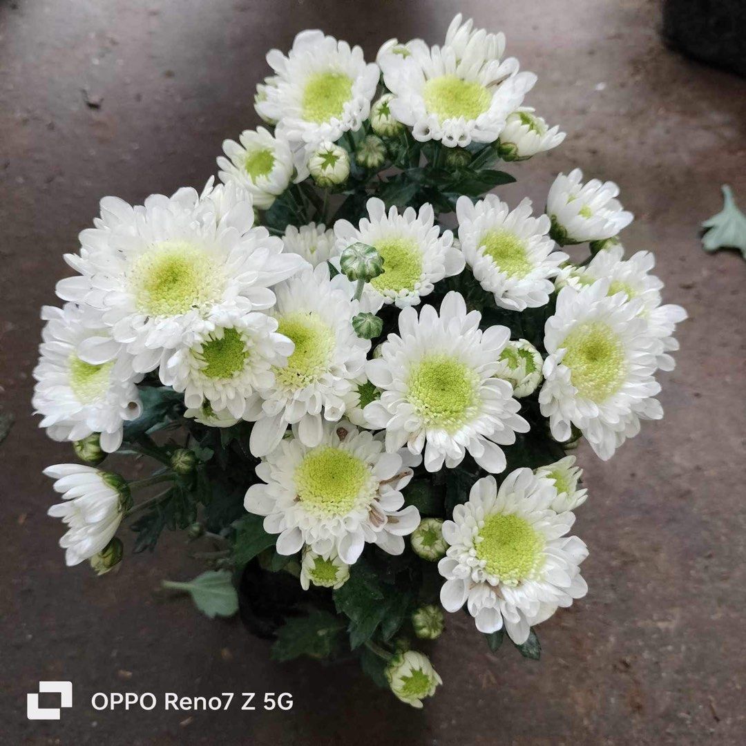 malaysian mums, Hobbies & Toys, Stationary & Craft, Flowers & Bouquets ...