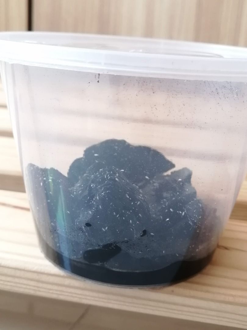 Springtails, Furniture & Home Living, Gardening, Pots & Planters on ...