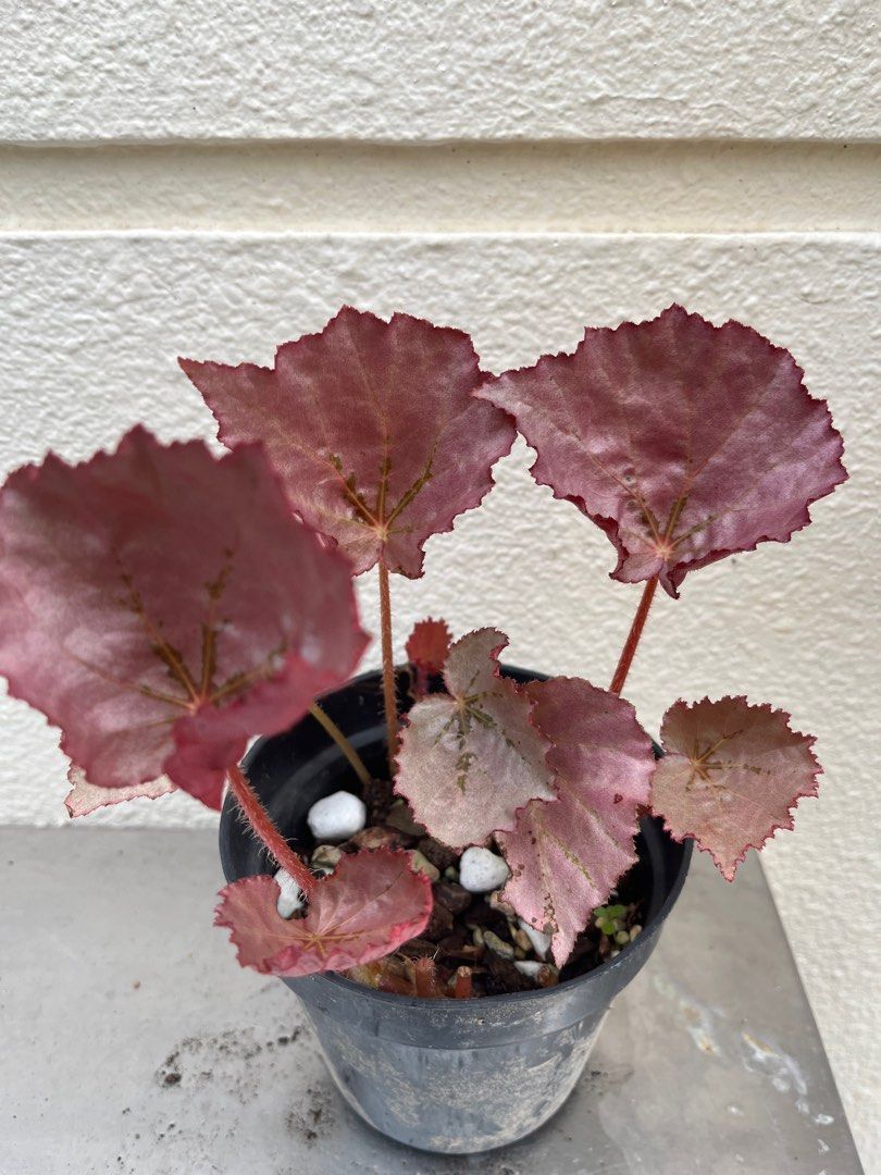 Begonia Martin Mystery, Furniture & Home Living, Gardening, Plants ...