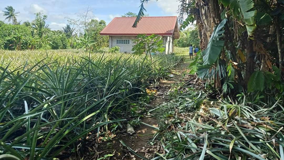 Clean title Farm Lot for Sale with Resthouse in Alfonso Cavite near St ...