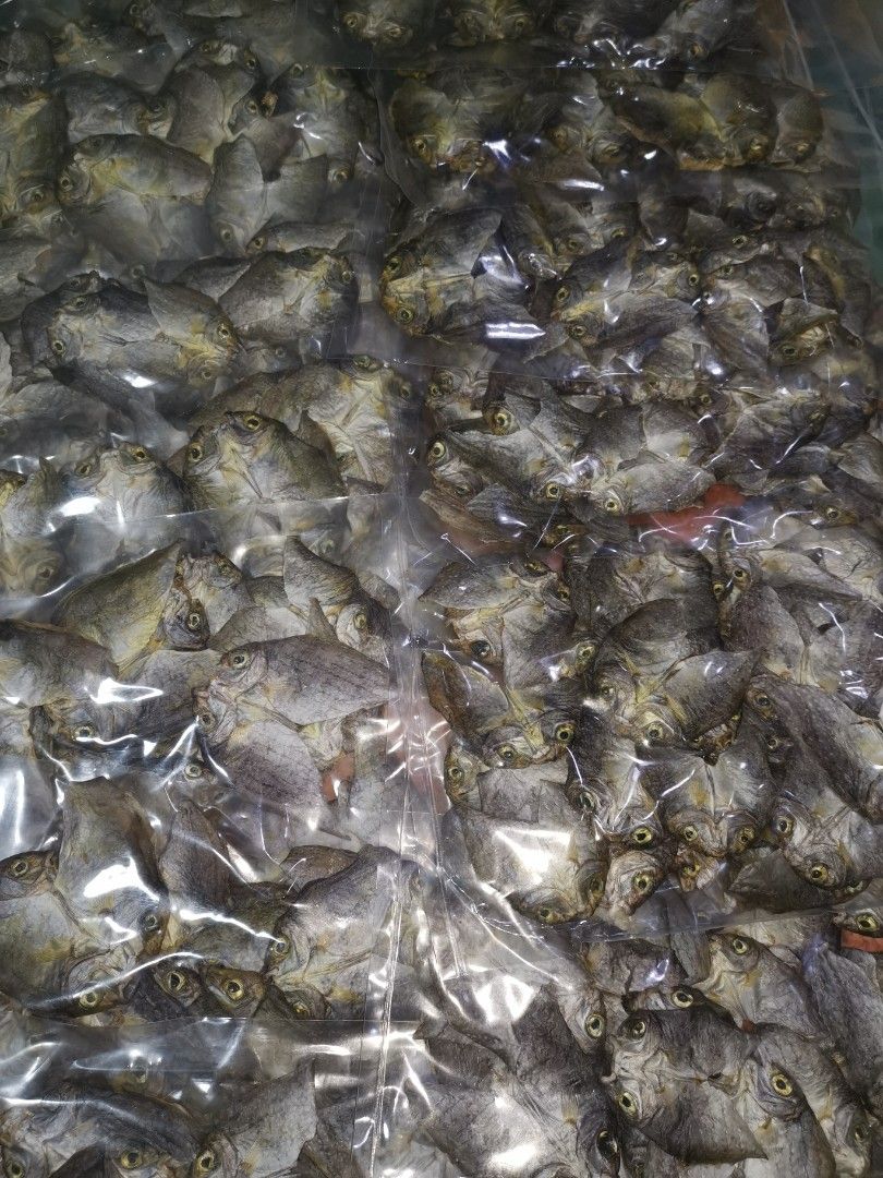 DANGGIT Dried Fish from Bantayan Cebu, Food & Drinks, Local Eats on ...