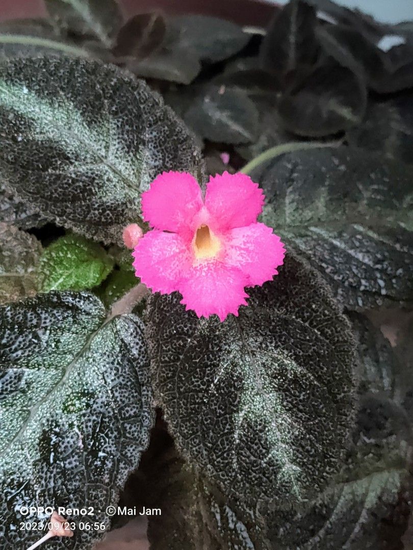 Episcia pink panther with pink blooms, Furniture & Home Living ...