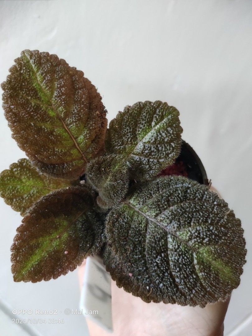 Episcia pink panther with pink blooms, Furniture & Home Living ...