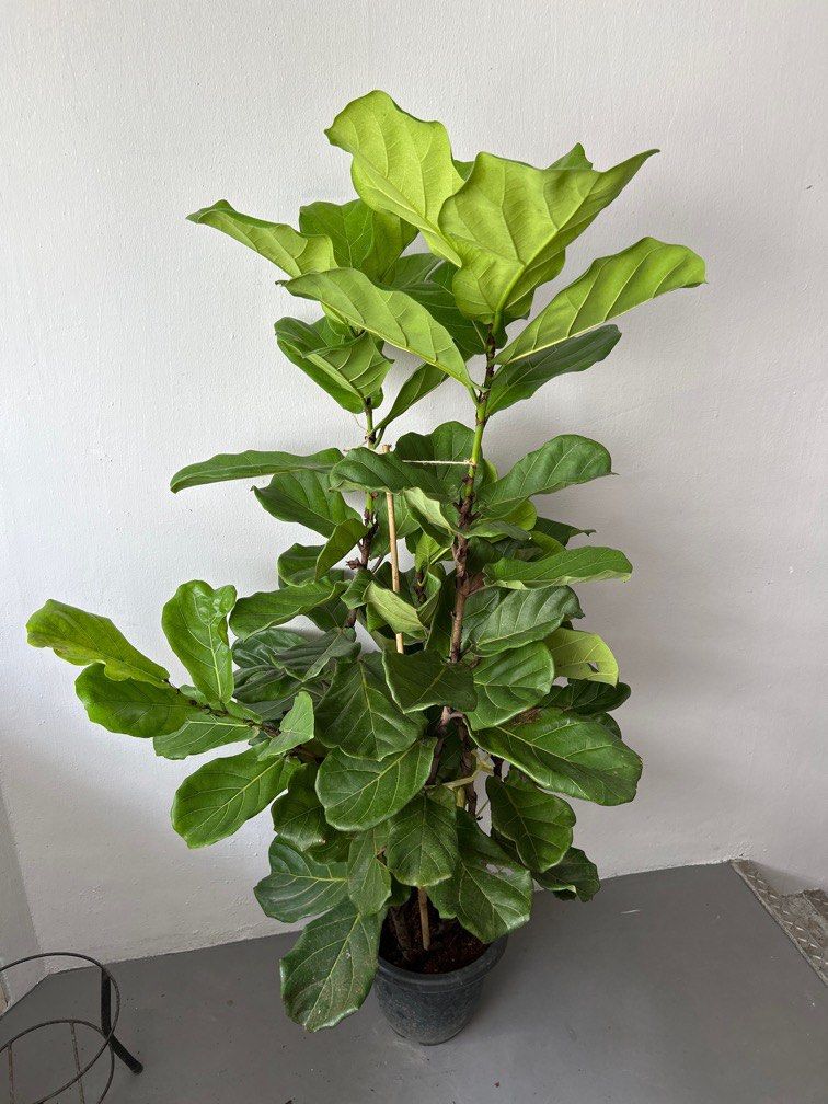 Ficus lyrata/Fiddle Fig tree 1.6m tall, Furniture & Home Living ...