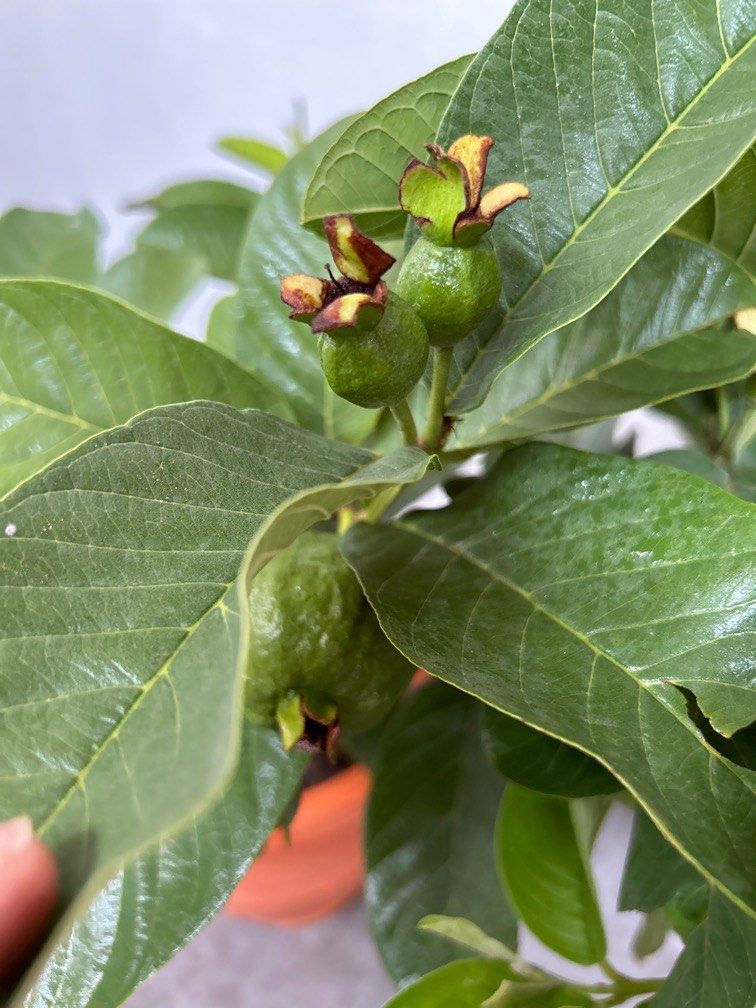 Guava (Lohan) Fruiting Plant $28 each, Furniture & Home Living ...
