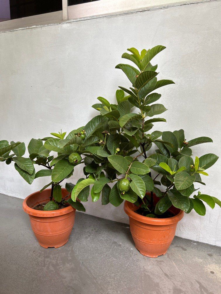 Guava (Lohan) Fruiting Plant $28 each, Furniture & Home Living ...