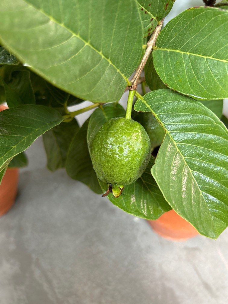 Guava (Lohan) Fruiting Plant $28 each, Furniture & Home Living ...