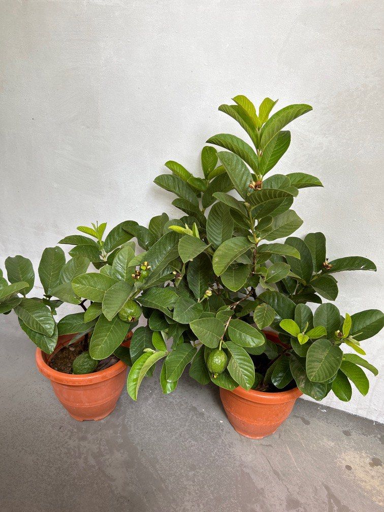 Guava (Lohan) Fruiting Plant $28 each, Furniture & Home Living ...