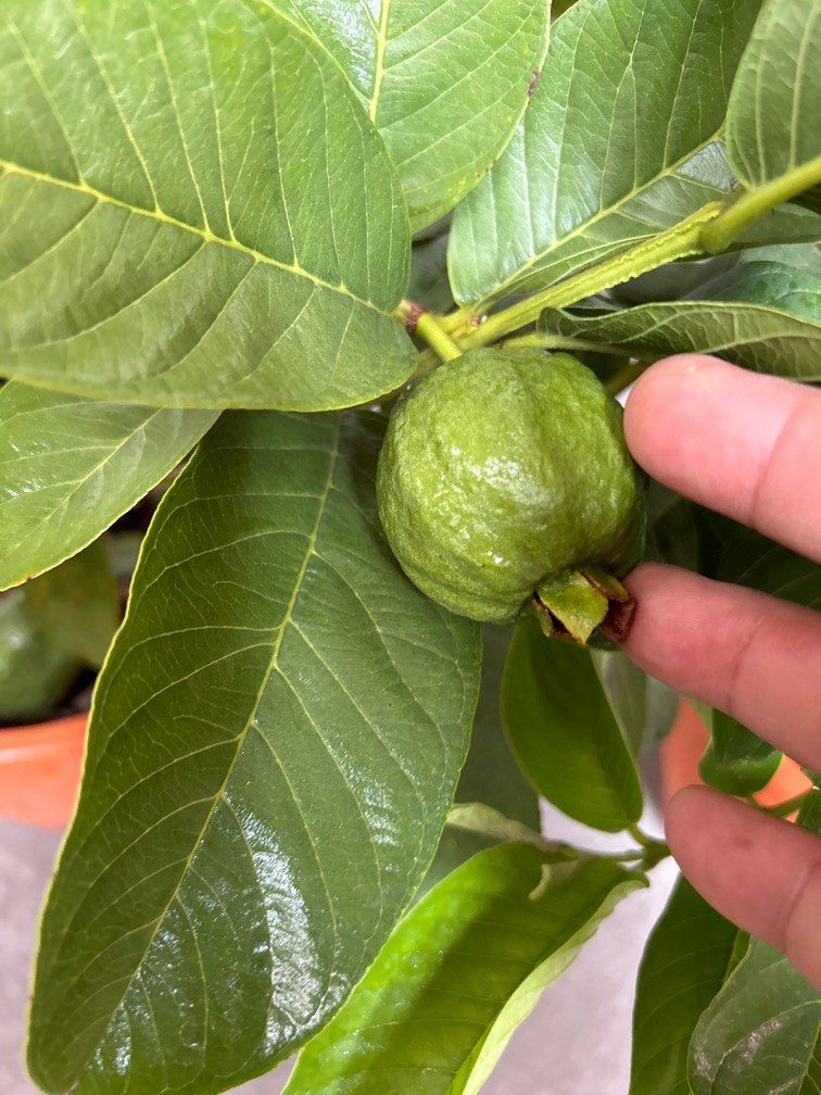 Guava (Lohan) Fruiting Plant $28 each, Furniture & Home Living ...