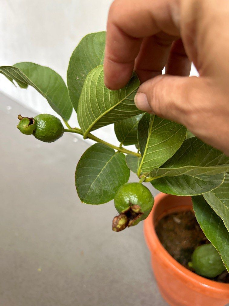 Guava (Lohan) Fruiting Plant $28 each, Furniture & Home Living ...