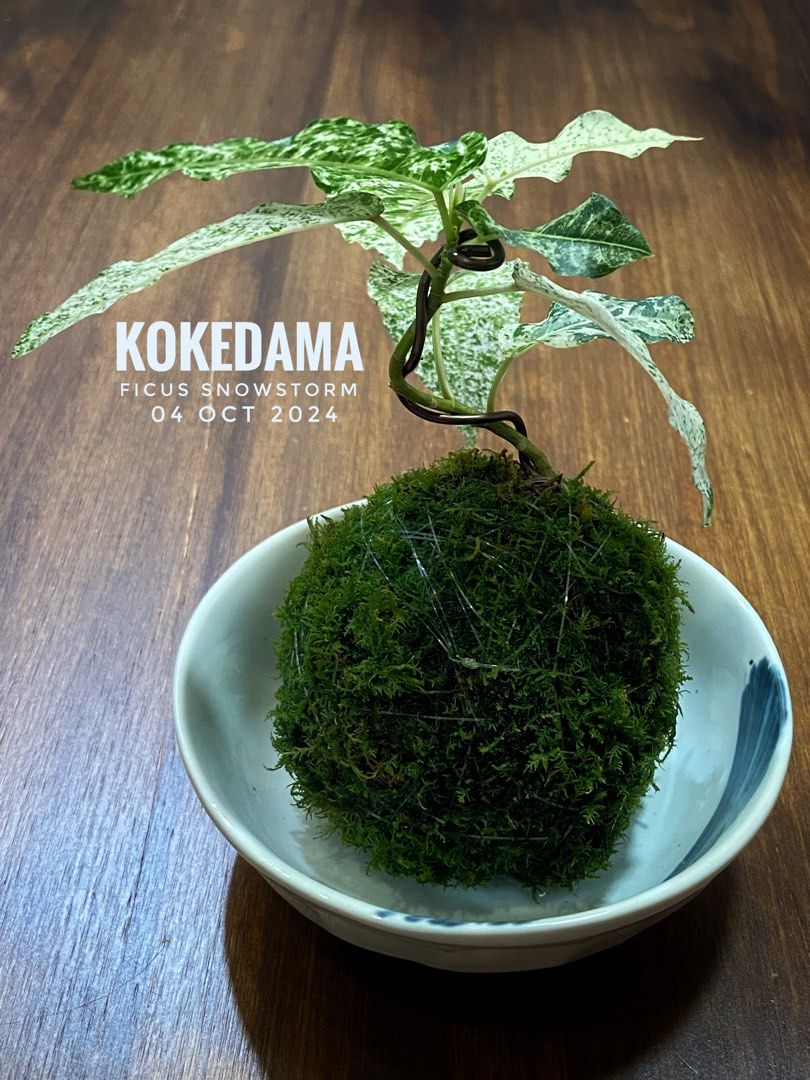 Kokedama - Ficus Snowstorm & Hypnum Plumaeforme (moss), Furniture ...