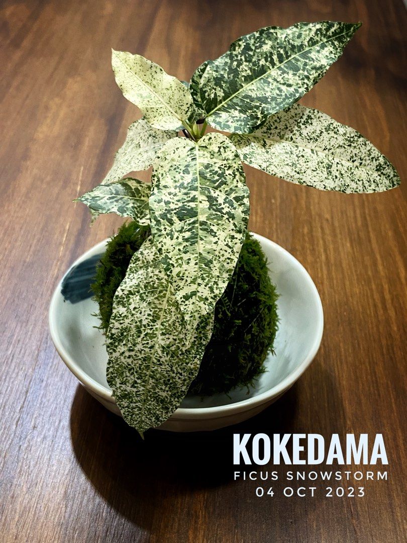 Kokedama - Ficus Snowstorm & Hypnum Plumaeforme (moss), Furniture ...