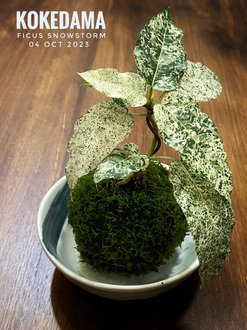 Kokedama - Ficus Snowstorm & Hypnum Plumaeforme (moss), Furniture ...