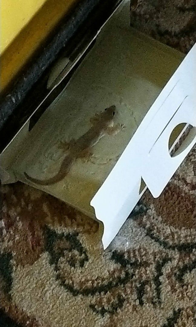 Lizard & Cockroach Trap Box with bait, Everything Else on Carousell