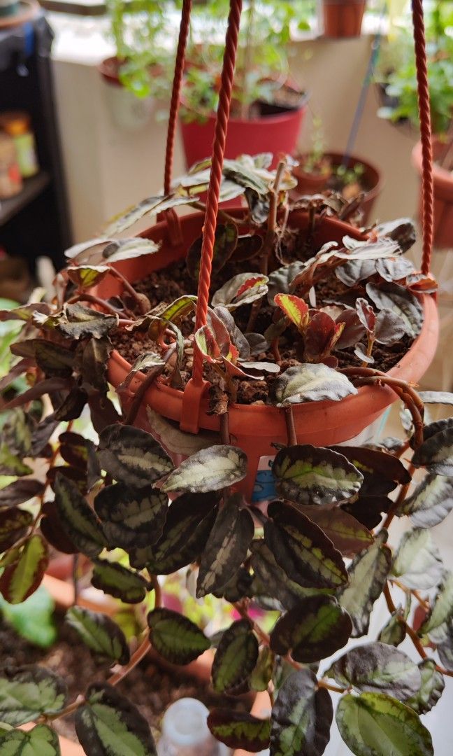 Pellionia Repens. Trailing watermelon begonia. Hanging house plant ...