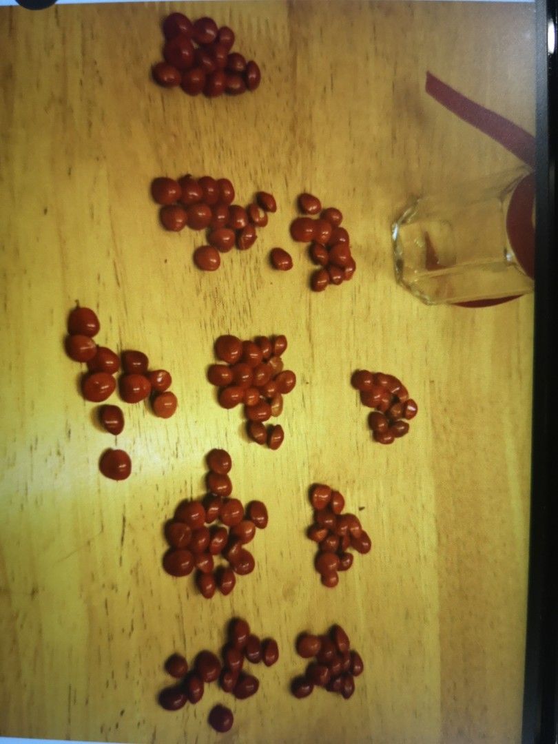 Saga seeds (120+ seeds) for art & craft work., Furniture & Home Living ...