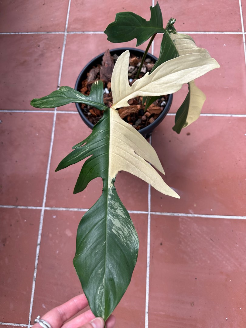 Variegated philodendron Florida ghost, Furniture & Home Living ...