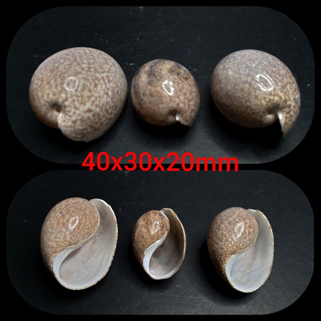 3 Aquarium seashell Ventricosa Bubble Shell marine educational, Pet ...