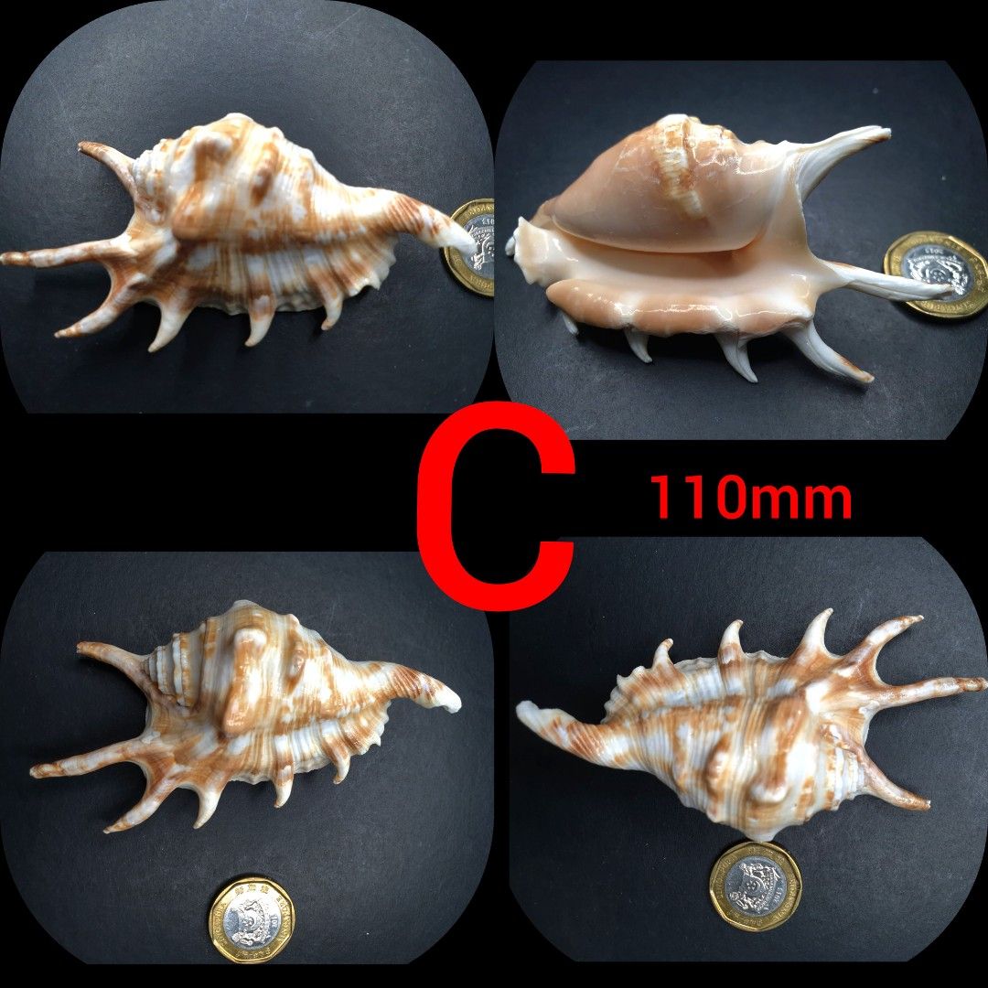 Aquarium seashell Spider Conch Malaysia species marine educational, Pet ...