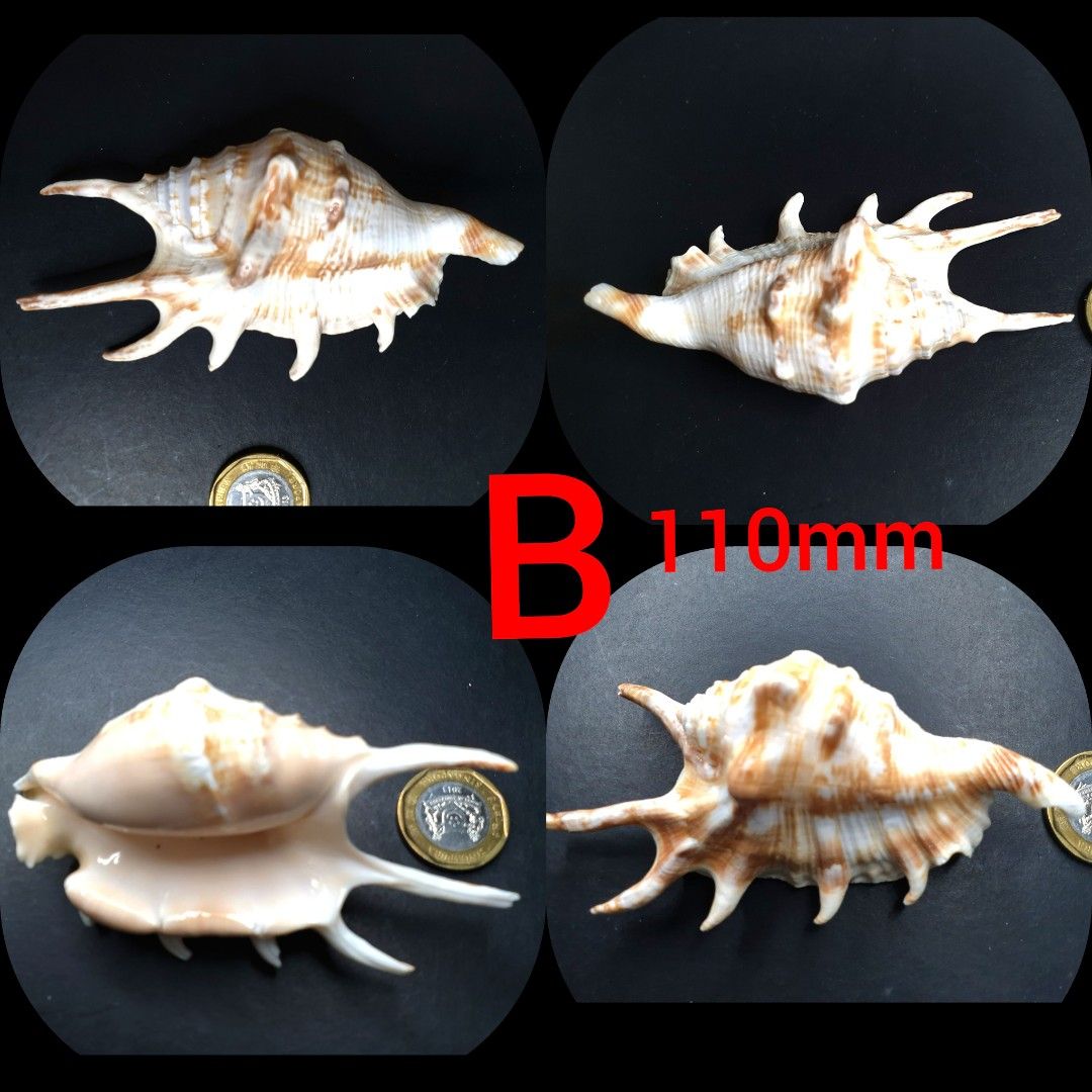 Aquarium seashell Spider Conch Malaysia species marine educational, Pet ...