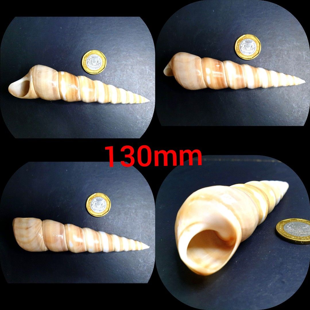 13cm Rare Aquarium seashell Rare Turritella Communis Sea Snail marine ...