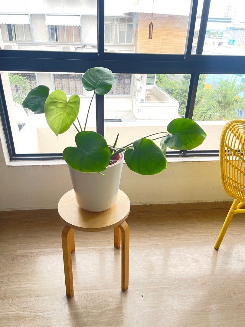 Monstera with a pot and stand, Furniture & Home Living, Gardening ...