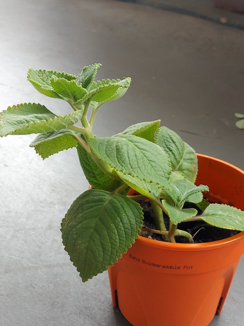 Omam ( ajwain), Furniture & Home Living, Gardening, Plants & Seeds on ...